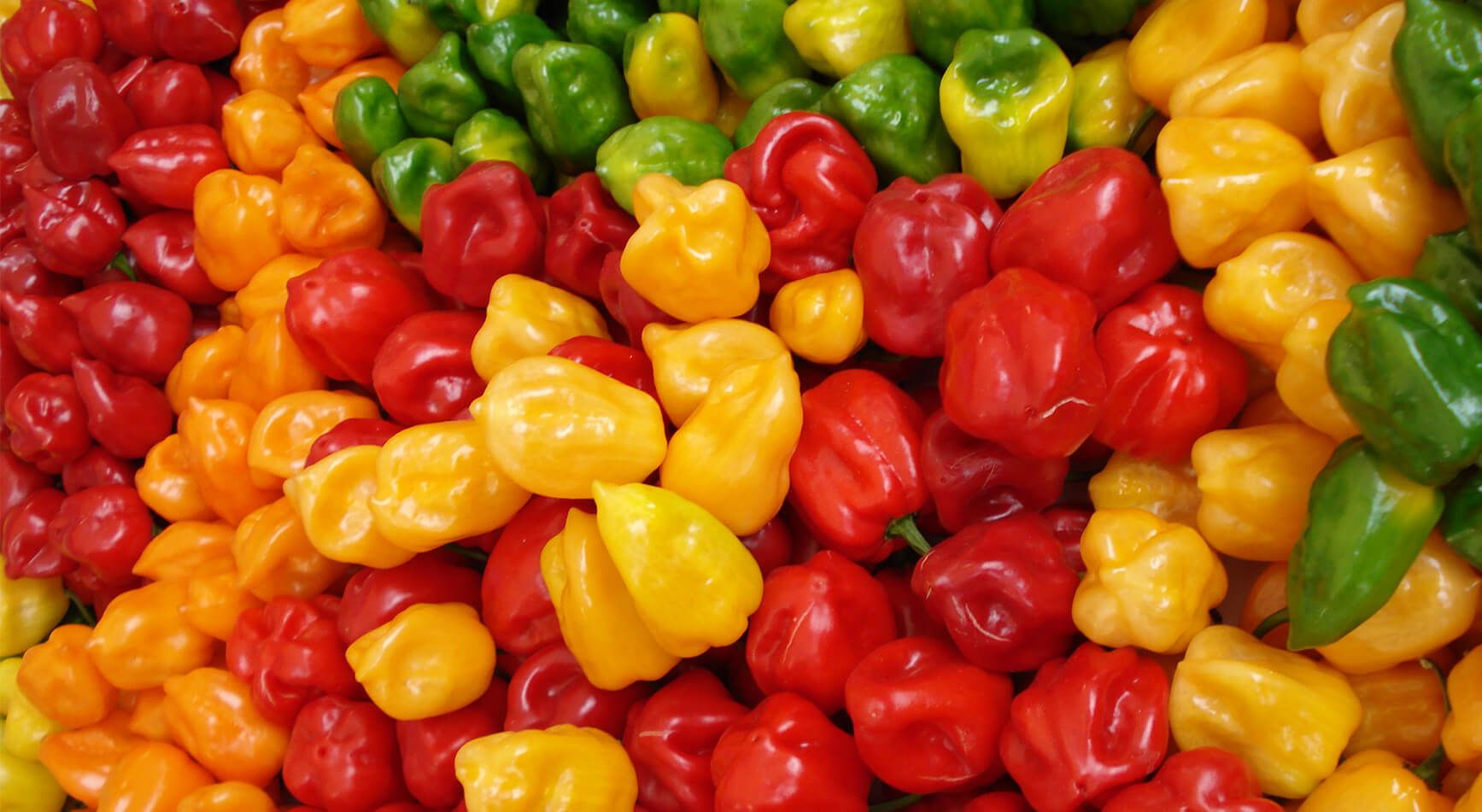 Inicio - Chile Monoloco